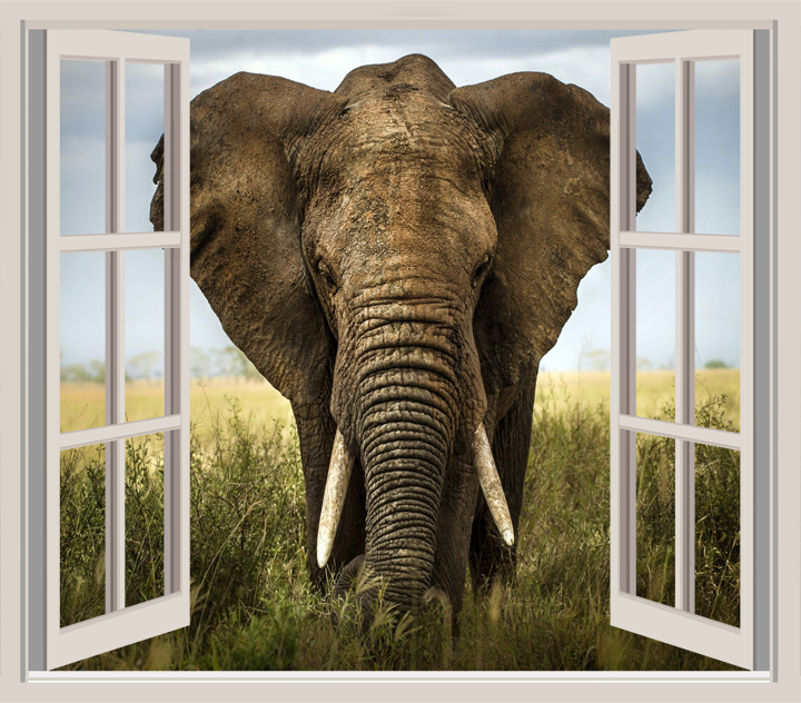 HD image of an Elephant design #1 behind window frame 1.3m square ...